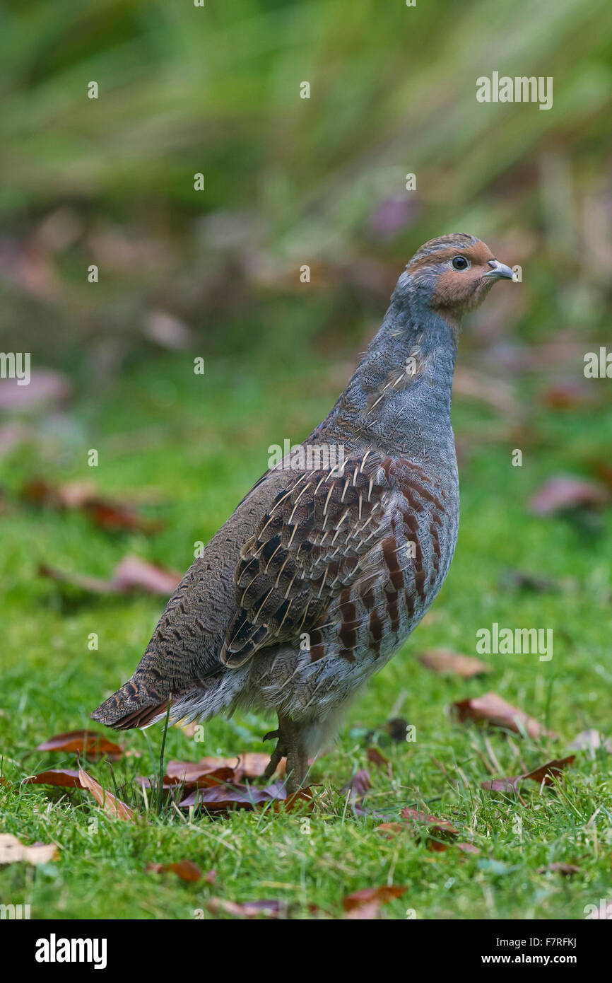 Grey partridge (Perdix perdix) male portrait Stock Photo - Alamy