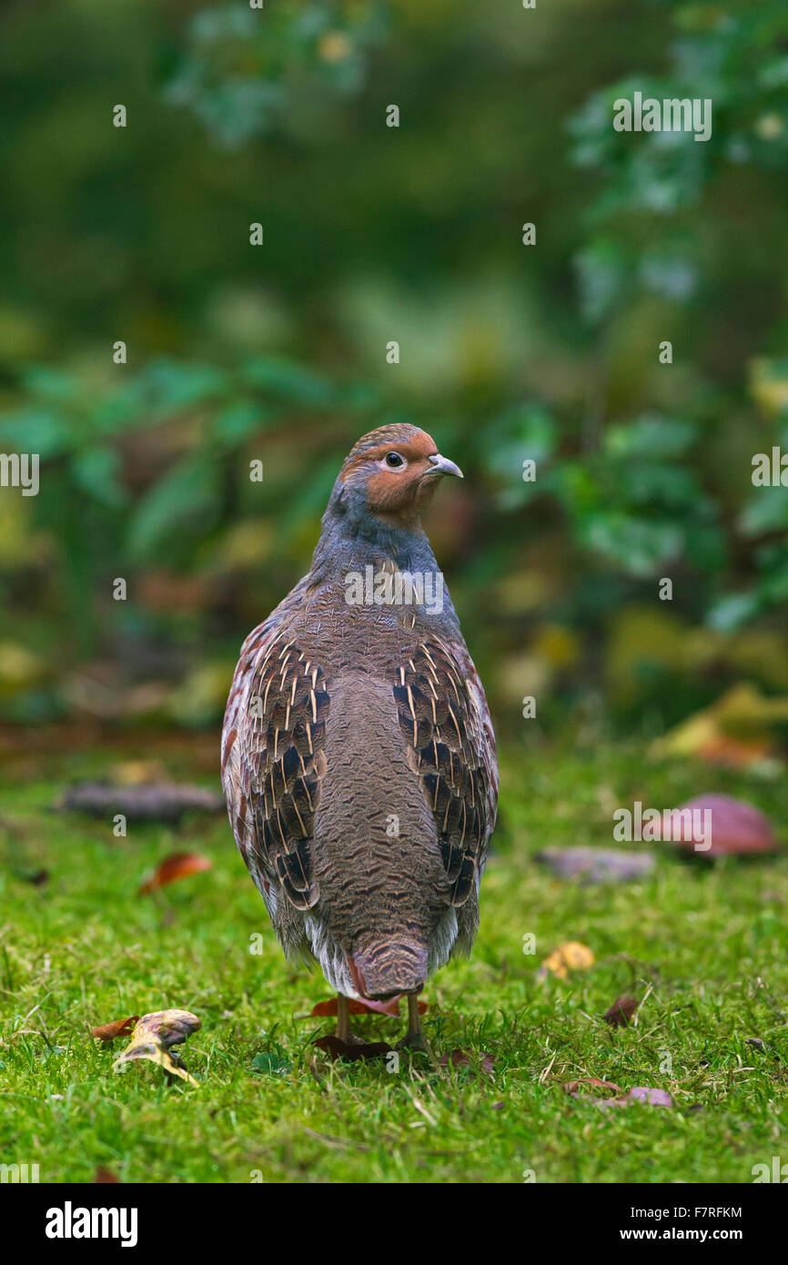 Grey partridge (Perdix perdix) male showing back Stock Photo - Alamy