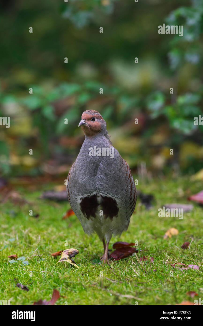 Grey partridge (Perdix perdix) male portrait Stock Photo - Alamy