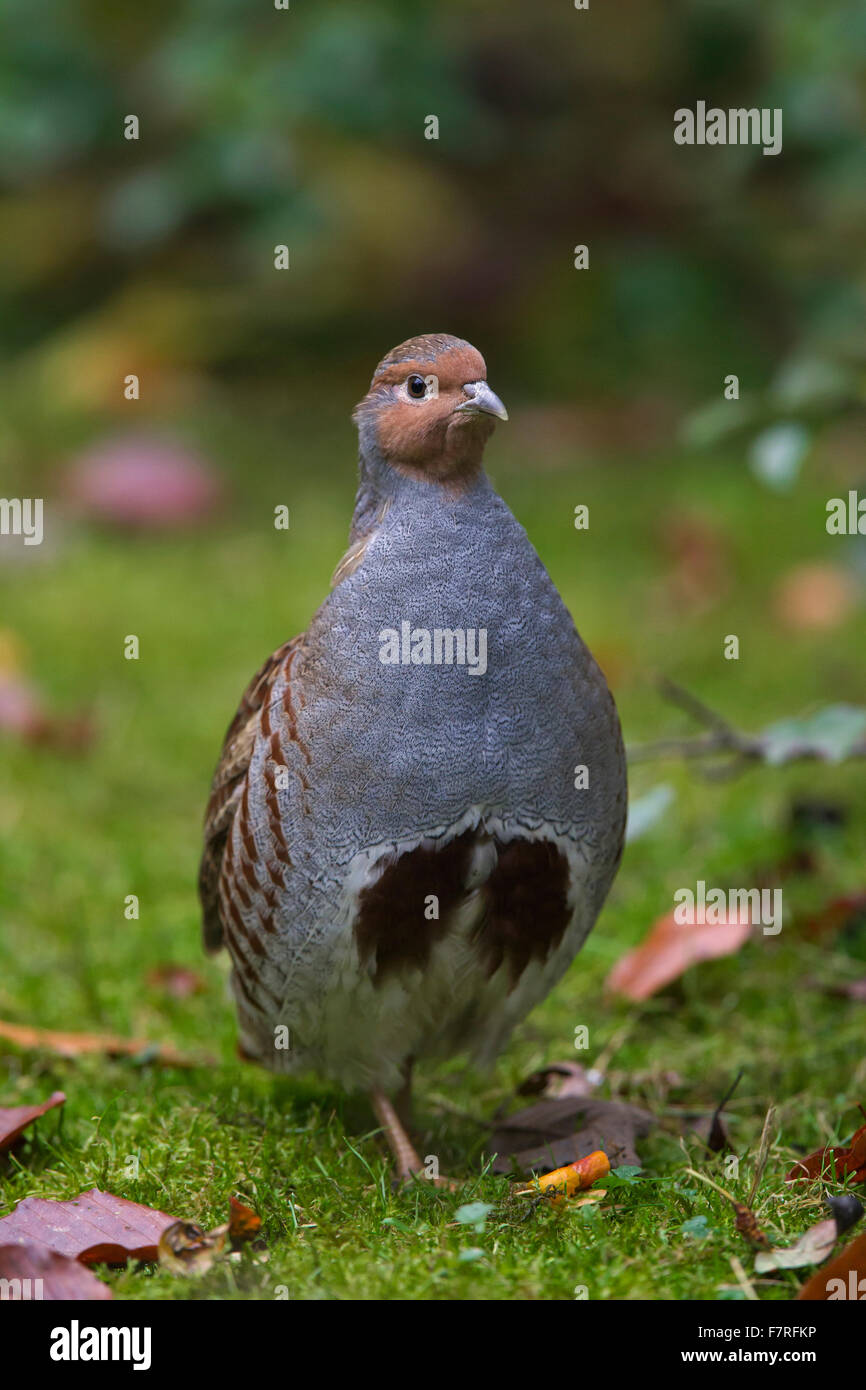 Grey partridge (Perdix perdix) male portrait in autumn Stock Photo - Alamy