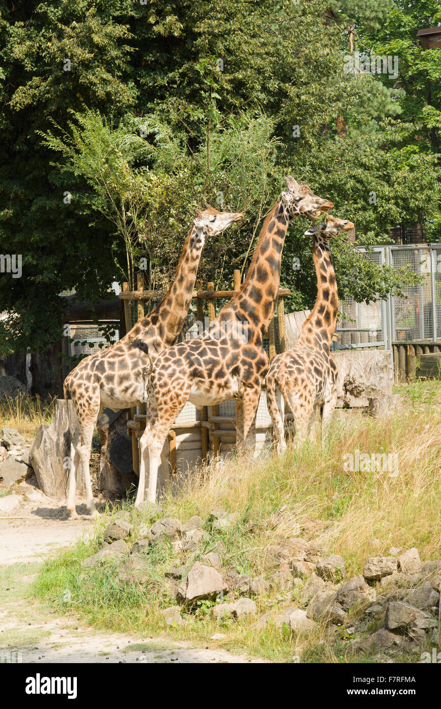 Giraffe giraffes zoo walking hi-res stock photography and images - Alamy