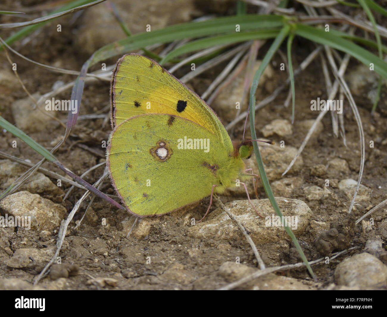 Clouded yellow butterflies uk hi-res stock photography and images - Alamy
