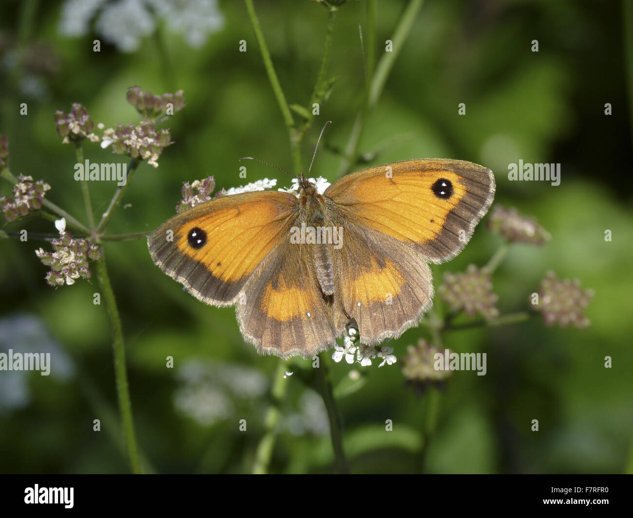 Female gatekeeper hi-res stock photography and images - Alamy