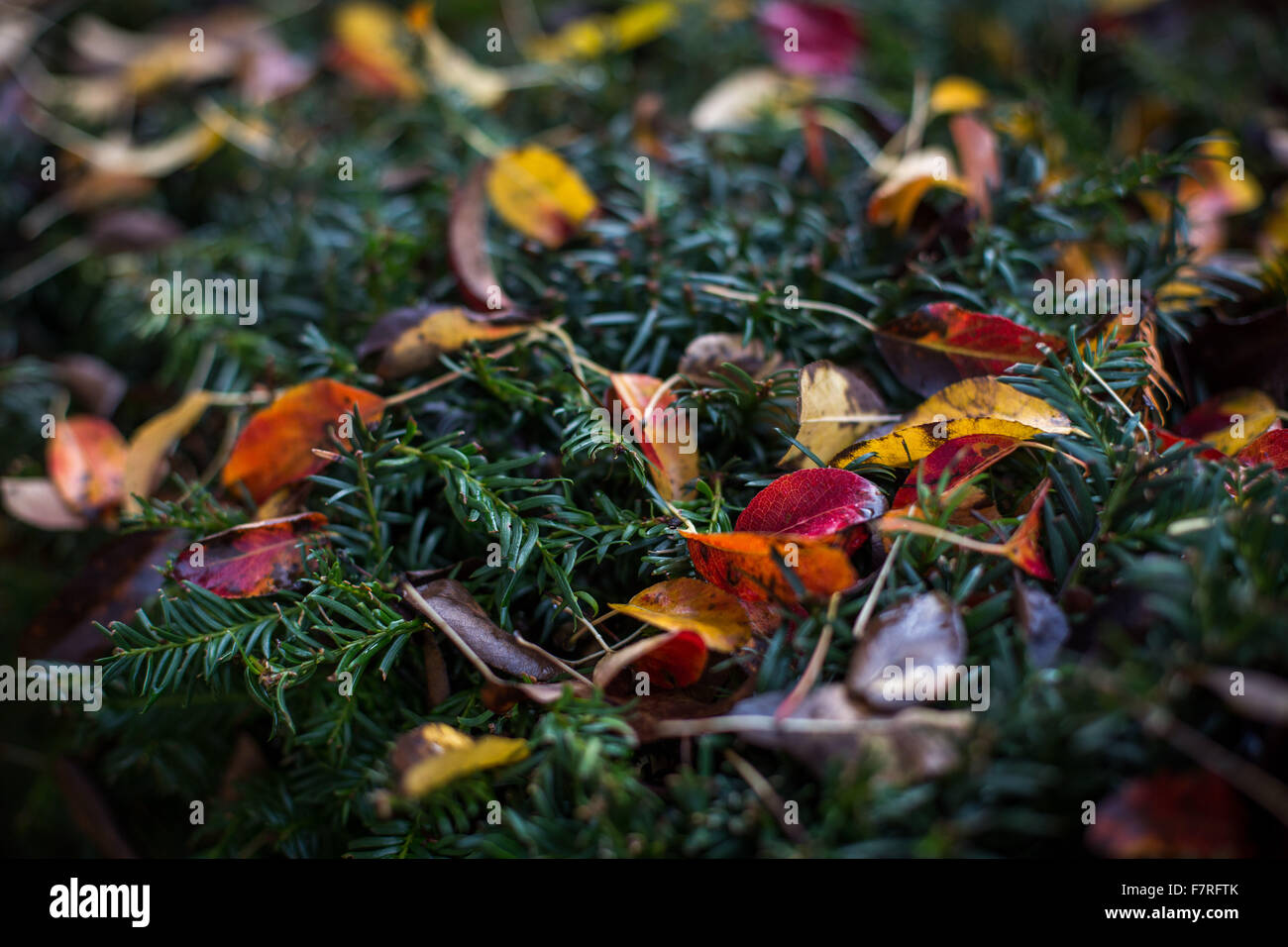 Detail of the garden of Eastbury Manor House, Essex. Eastbury is a ...