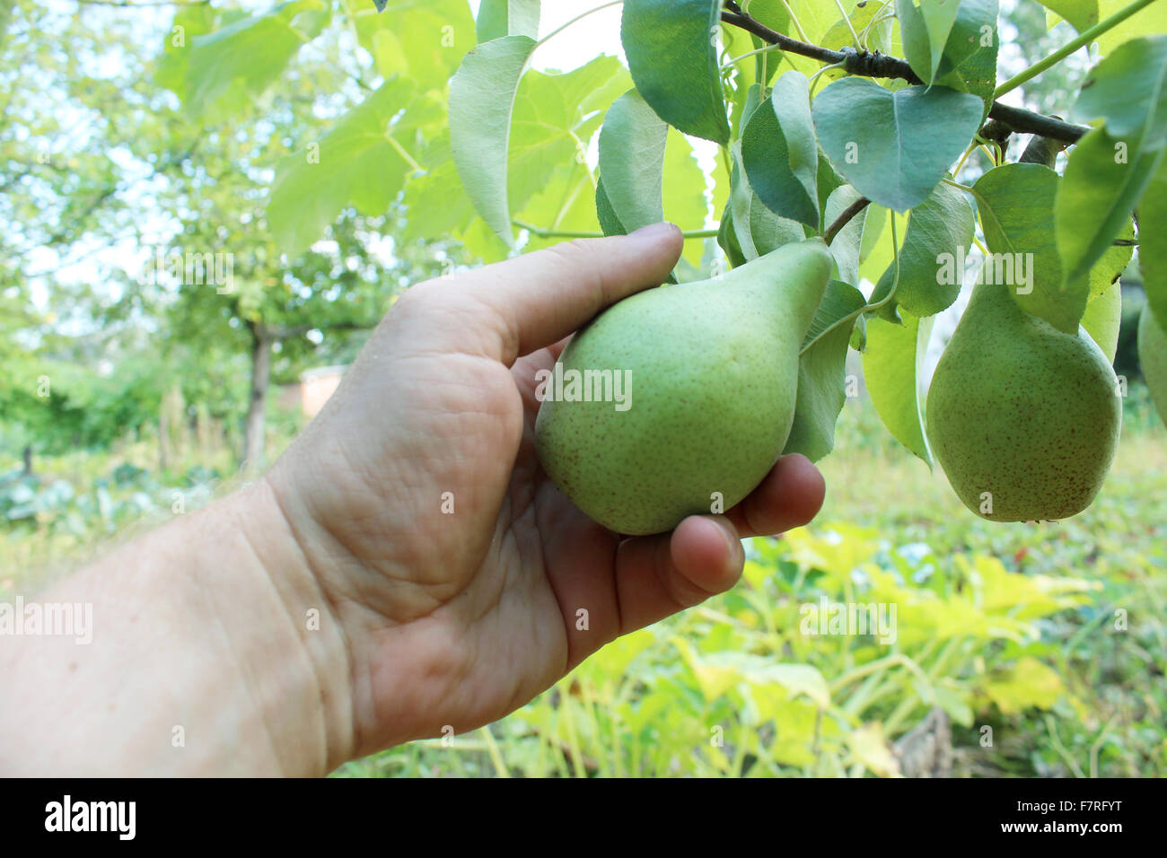 hand plucking the fruit of pear from branch Stock Photo - Alamy