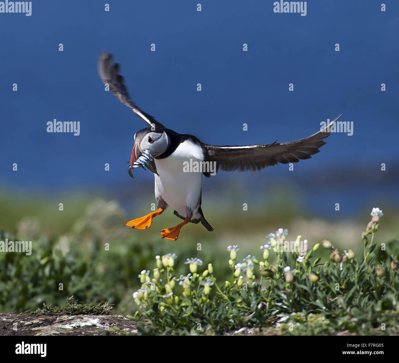 Puffin in flight on the Farne Islands Stock Photo - Alamy