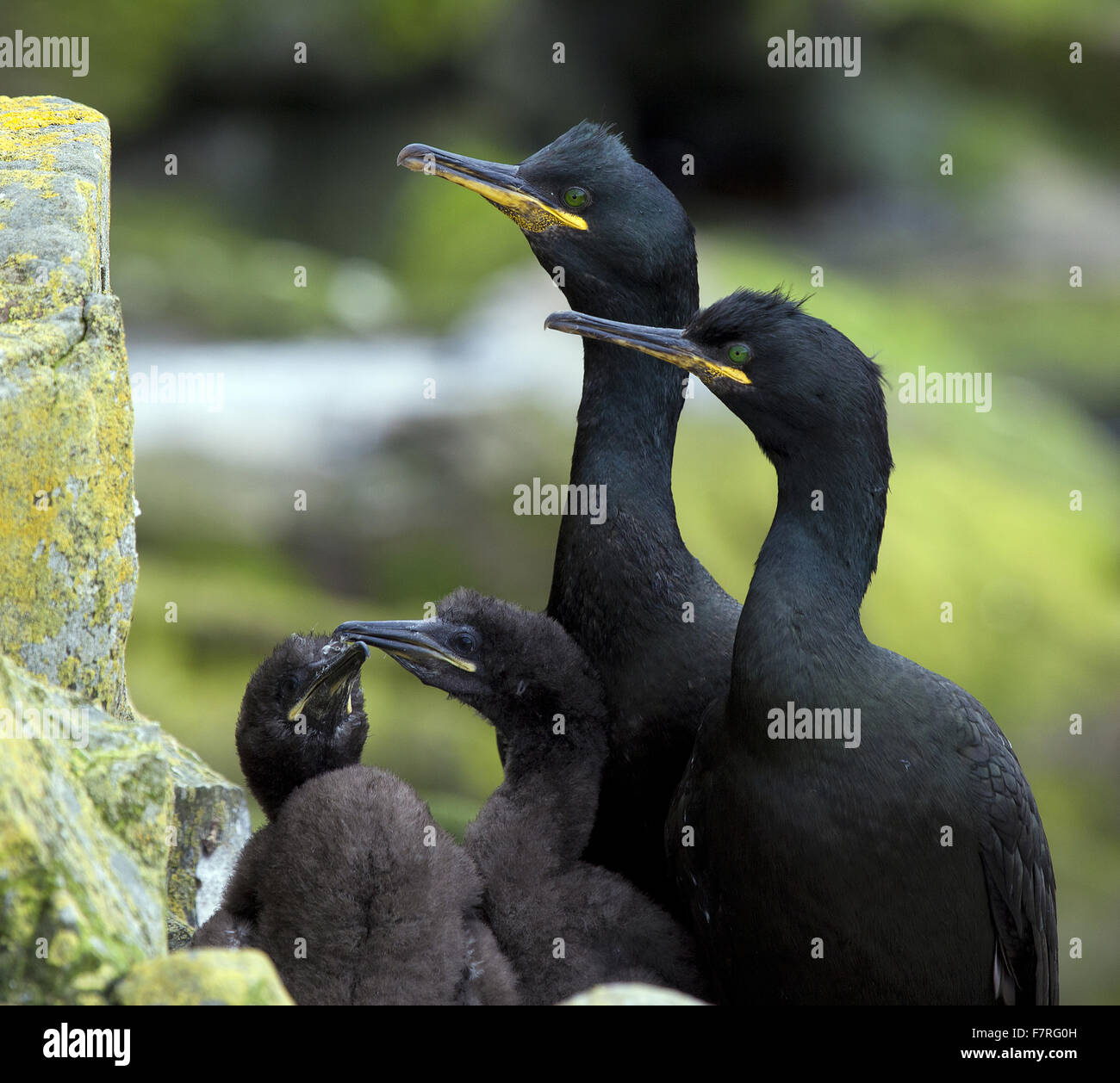Shag on the Farne Islands Stock Photo - Alamy