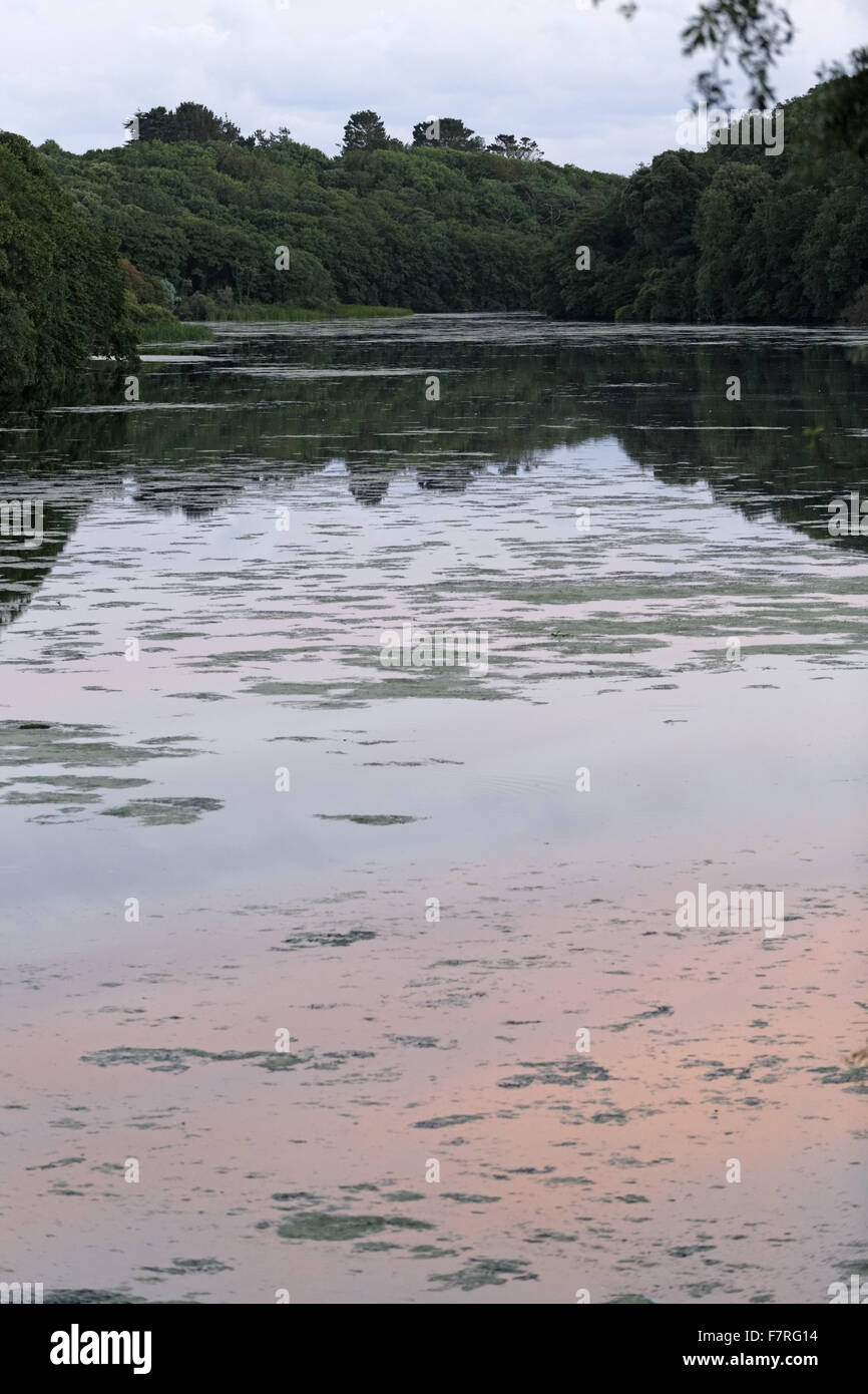 Bosherston lakes hi-res stock photography and images - Alamy