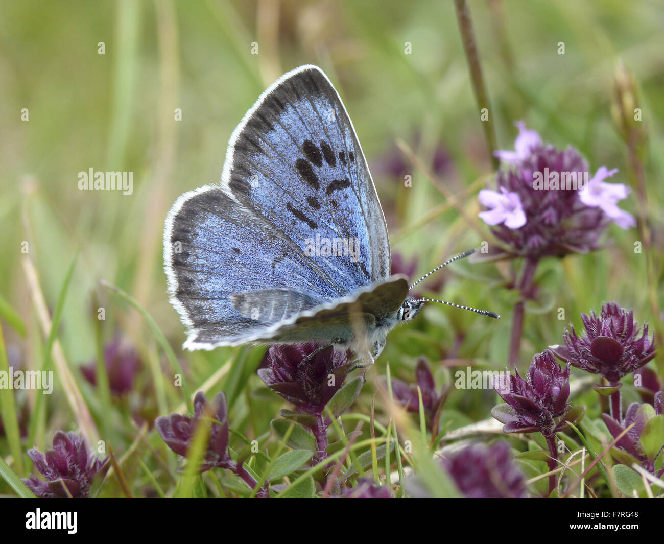 Large Blue butterfly, female Stock Photo - Alamy