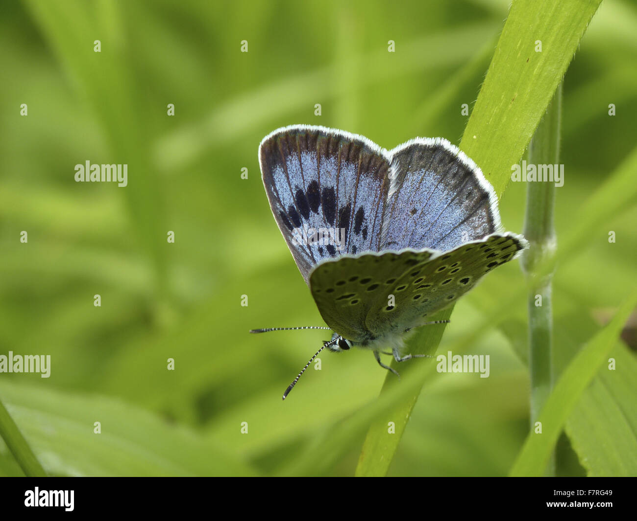 Large Blue butterfly, female Stock Photo - Alamy