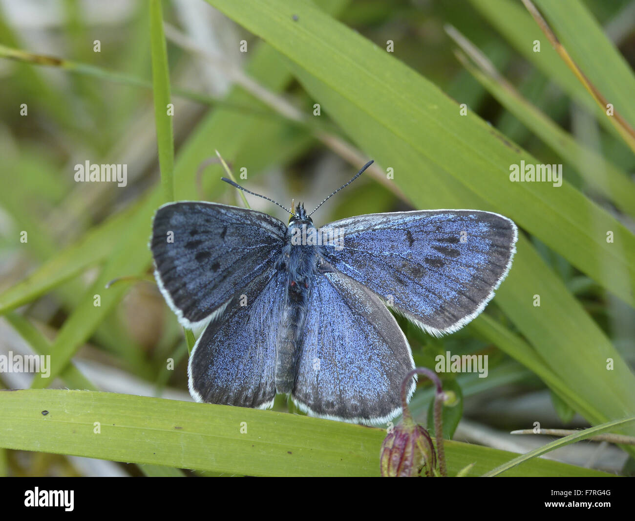 Large Blue butterfly, male Stock Photo - Alamy