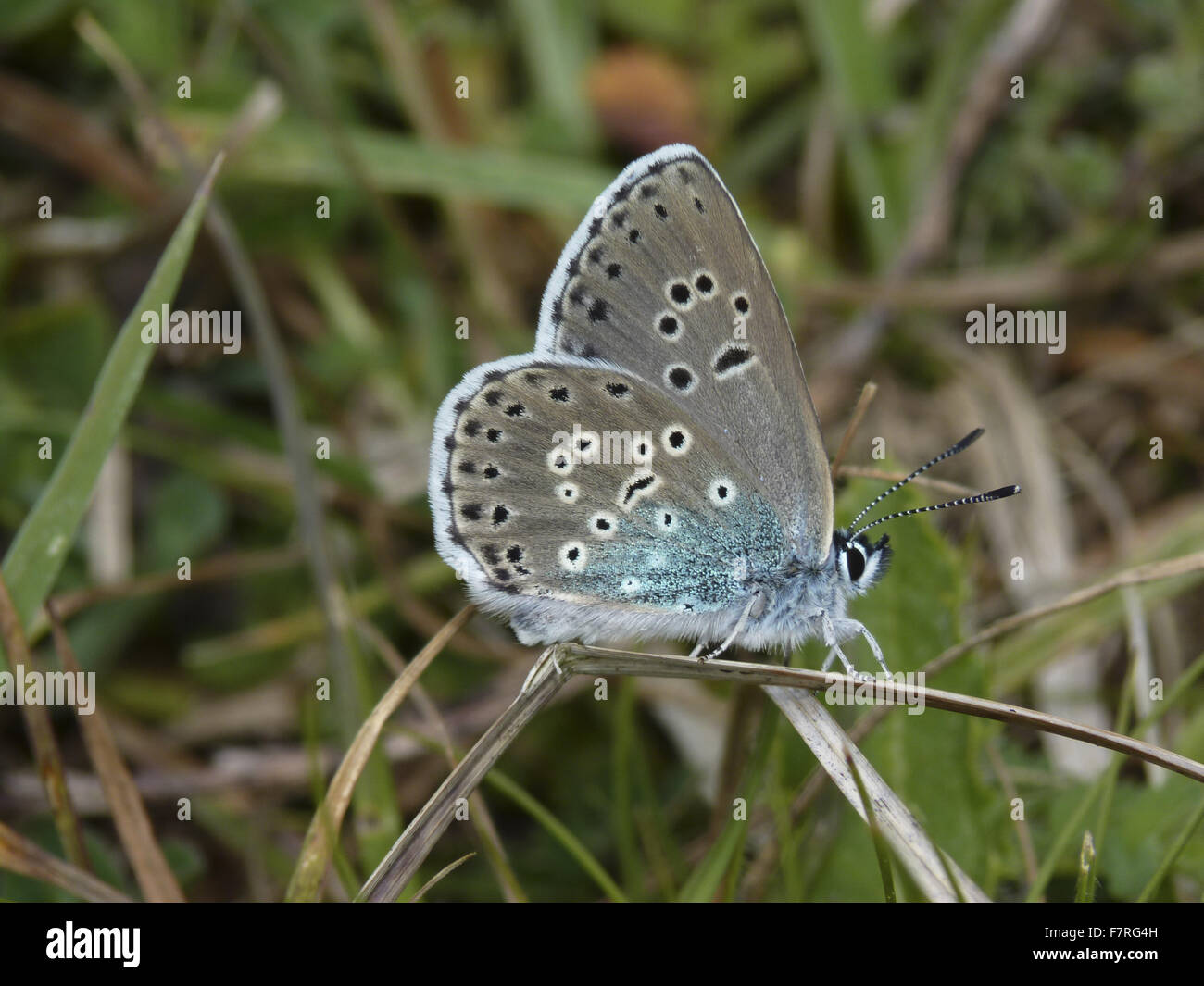 Large Blue butterfly, underside Stock Photo - Alamy