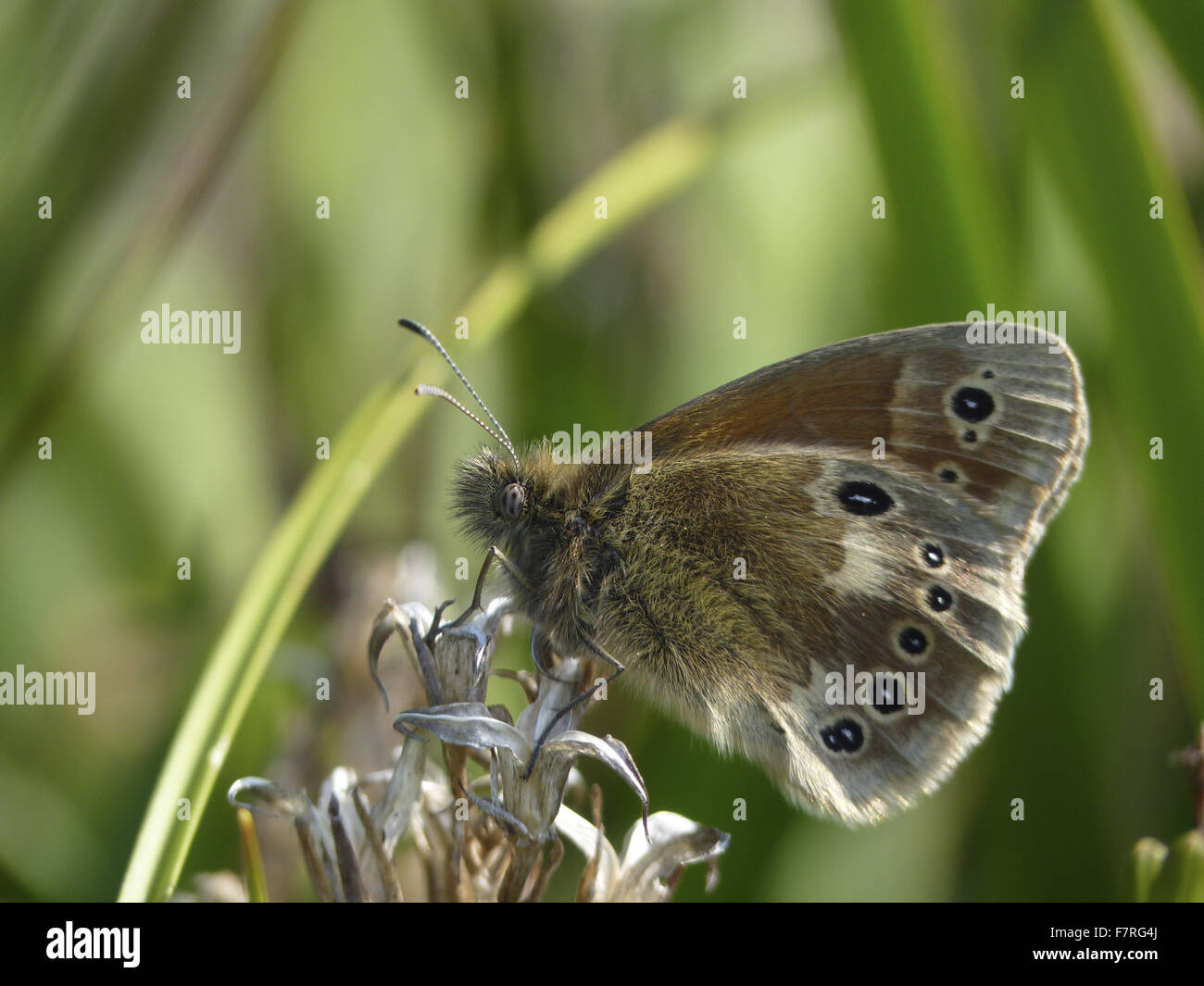 Large Heath butterfly, female Stock Photo - Alamy