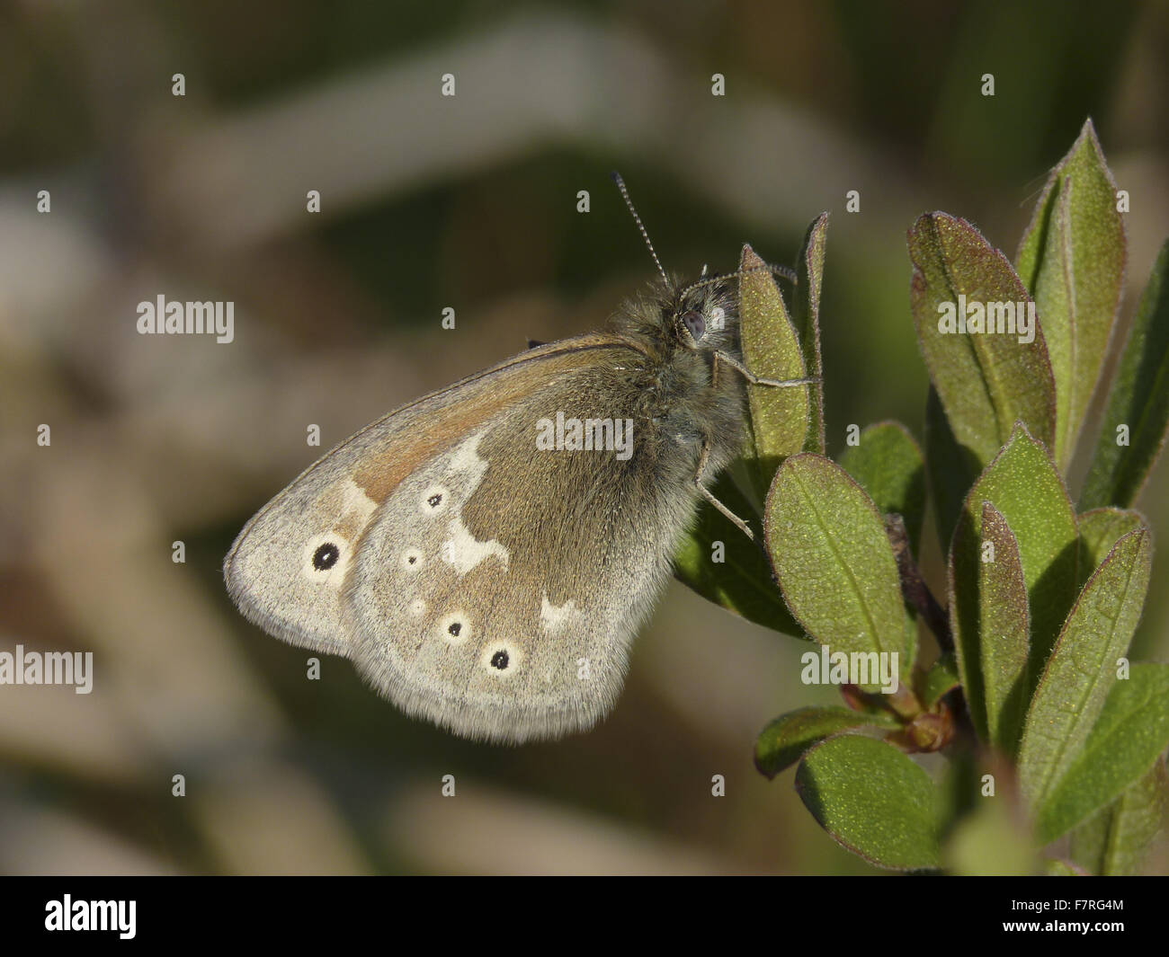 Large Heath butterfly, ssp polydama Stock Photo - Alamy