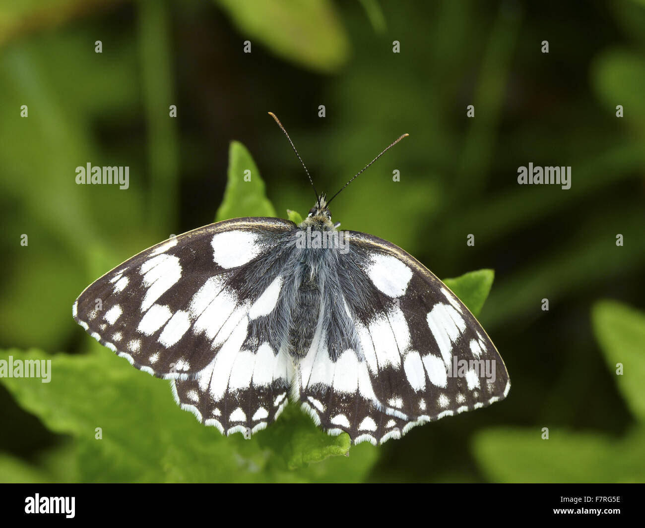 Marbled White butterfly, male Stock Photo - Alamy