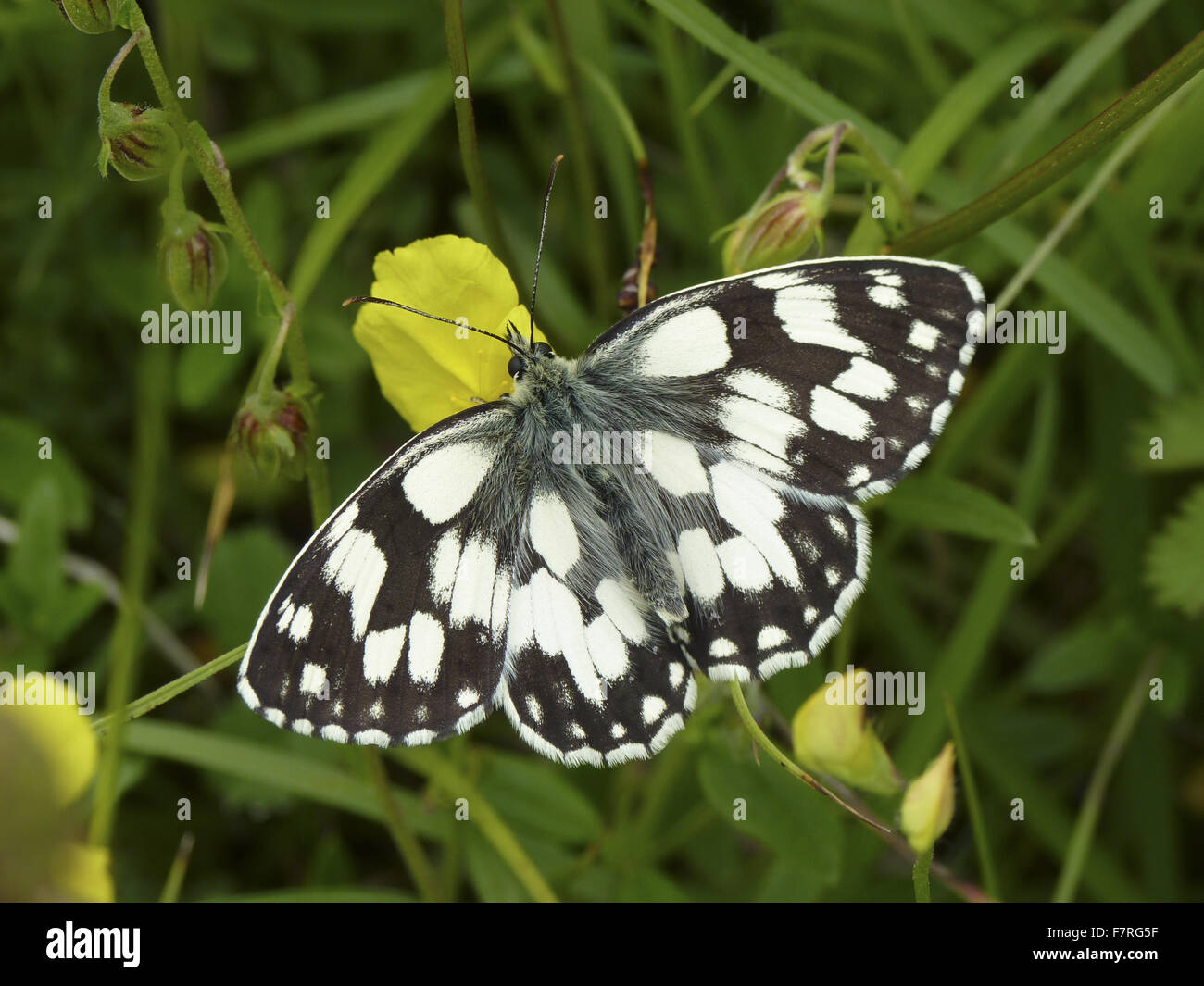 Marbled White butterfly, male Stock Photo - Alamy