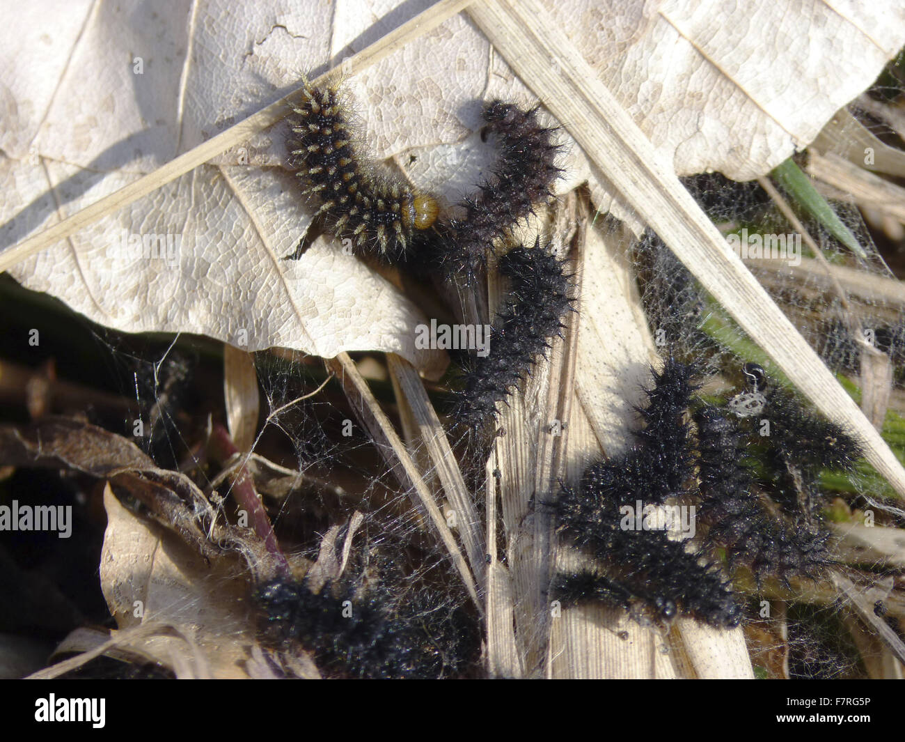 Changing insect hi-res stock photography and images - Alamy