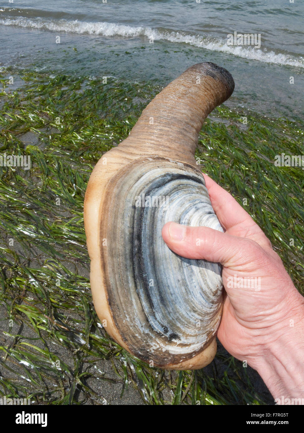 USA; Washington; Puget Sound; Hood Canal; Geoduck Stock Photo - Alamy