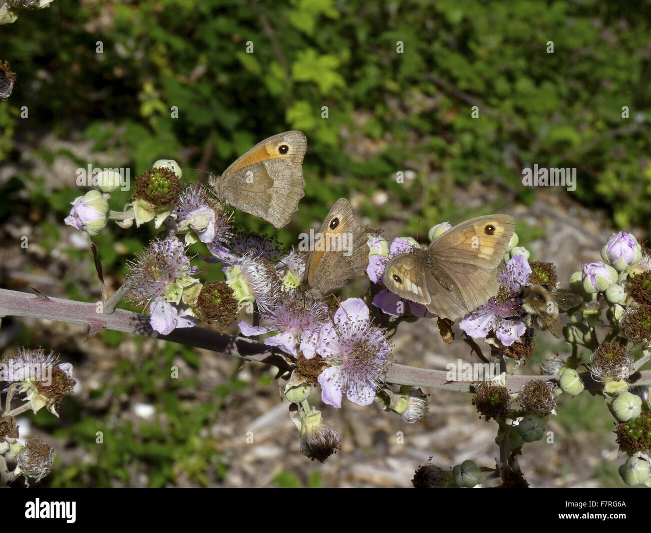 Meadow Brown butterflies on bramble blossom Stock Photo - Alamy