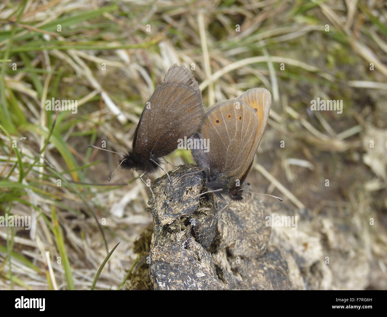 Mating Ringlet Butterflies High Resolution Stock Photography and Images ...