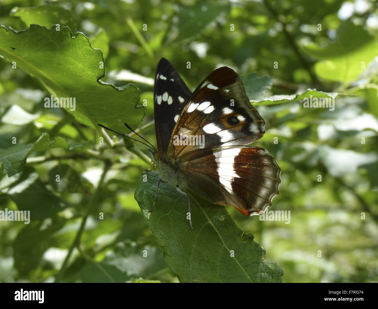 Purple Emperor butterfly, female Stock Photo - Alamy