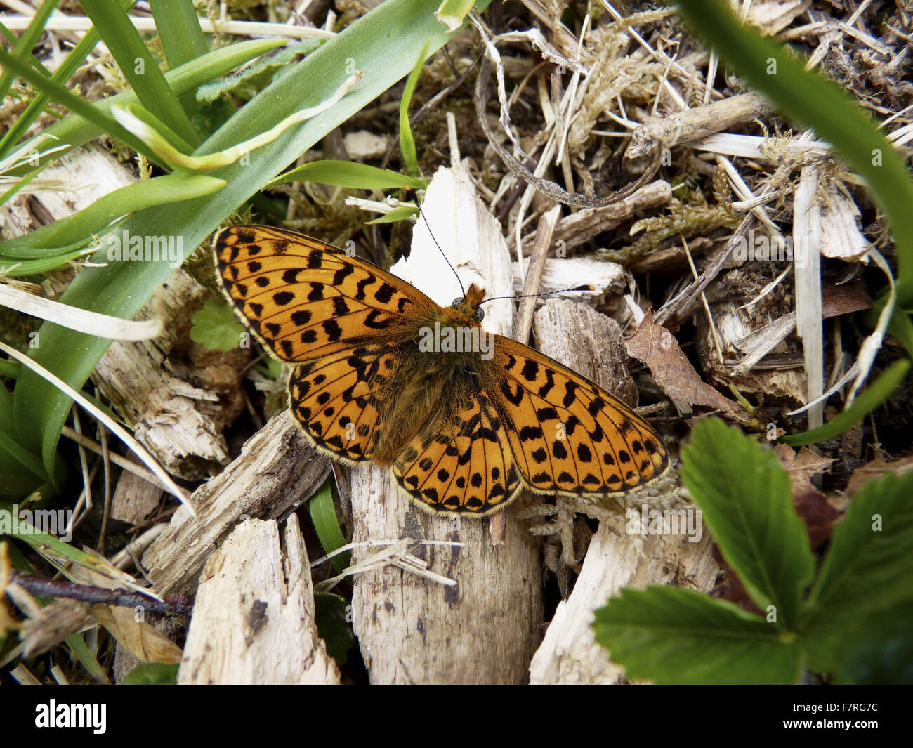 Pearl-bordered Fritillary butterfly Stock Photo - Alamy