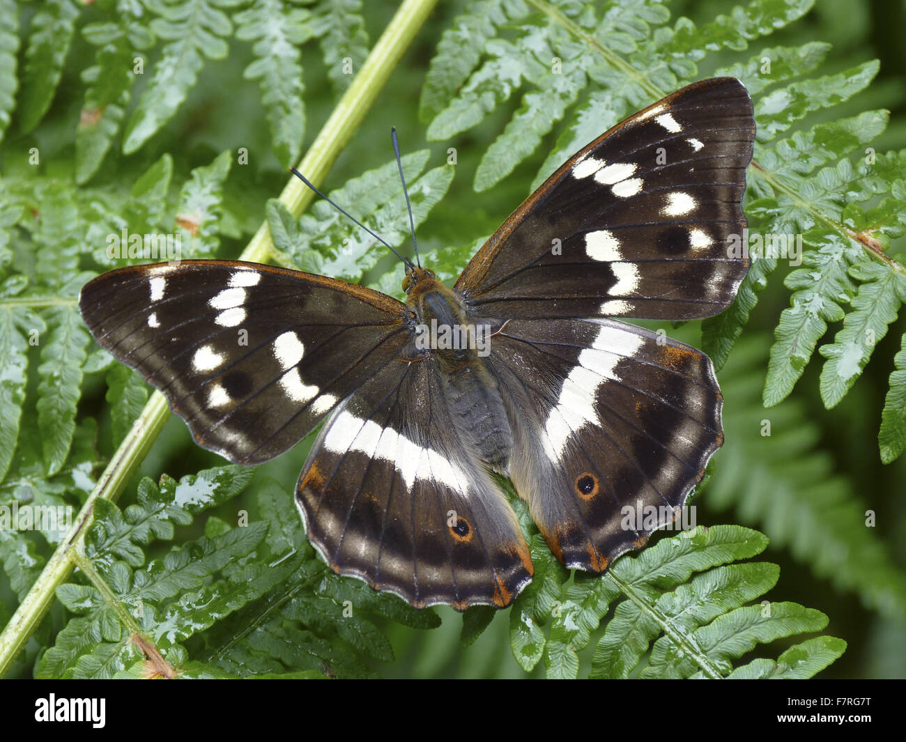 Purple Emperor Butterfly Stock Photos & Purple Emperor Butterfly Stock ...