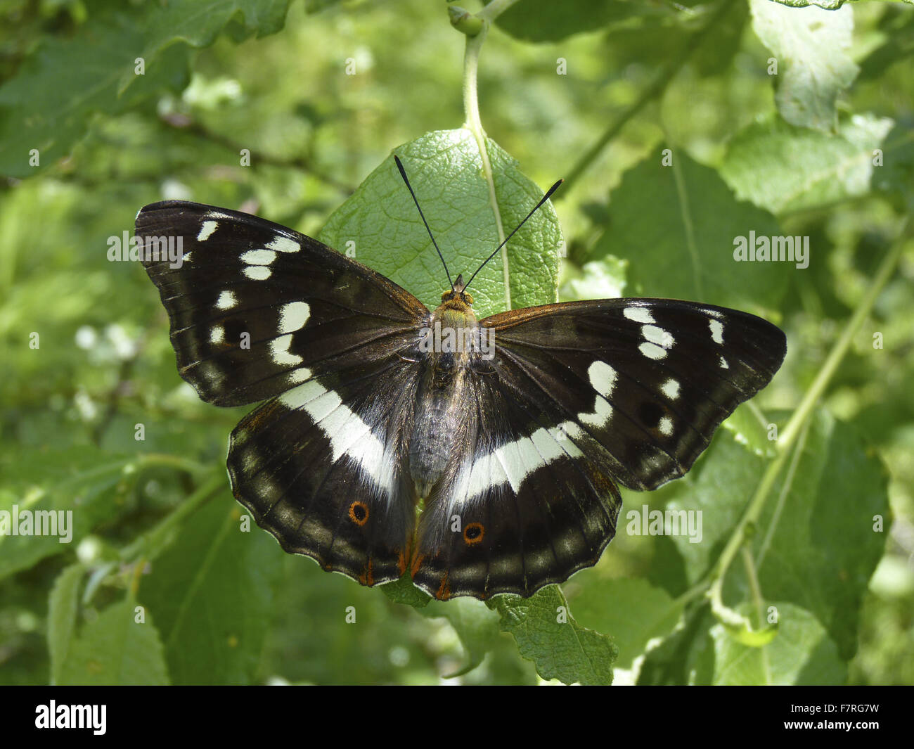 Purple Emperor butterfly, female Stock Photo - Alamy