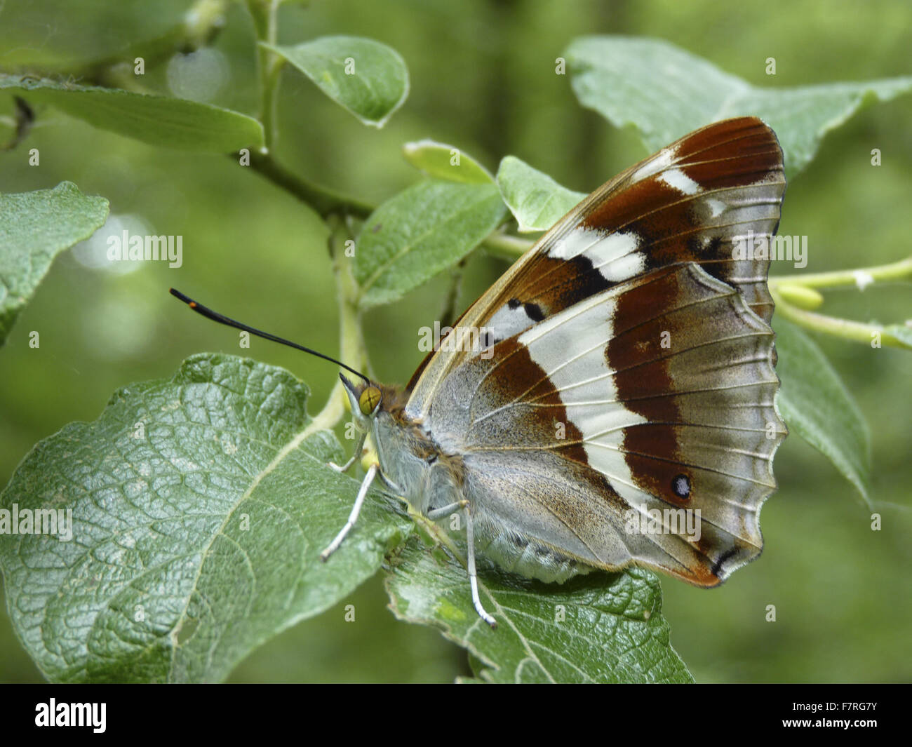 Female purple emperor butterfly hi-res stock photography and images - Alamy