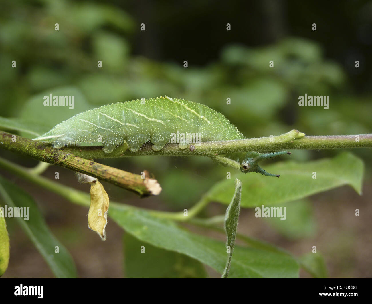 Purple Emperor butterfly larva, feeding. Savernakek Forest, Wiltshire ...