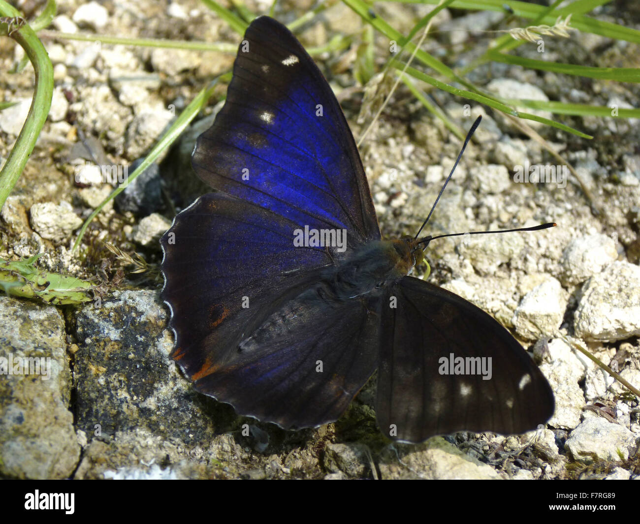 Purple Emperor butterfly, male rare colour form lugenda Stock Photo - Alamy
