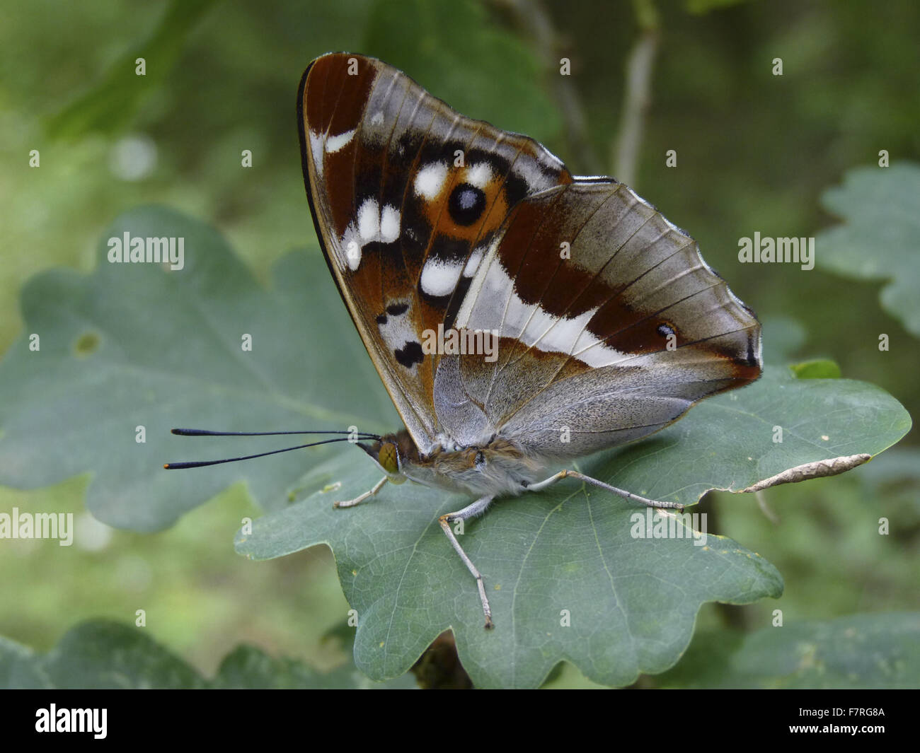 Purple emperor butterfly male hi-res stock photography and images - Alamy