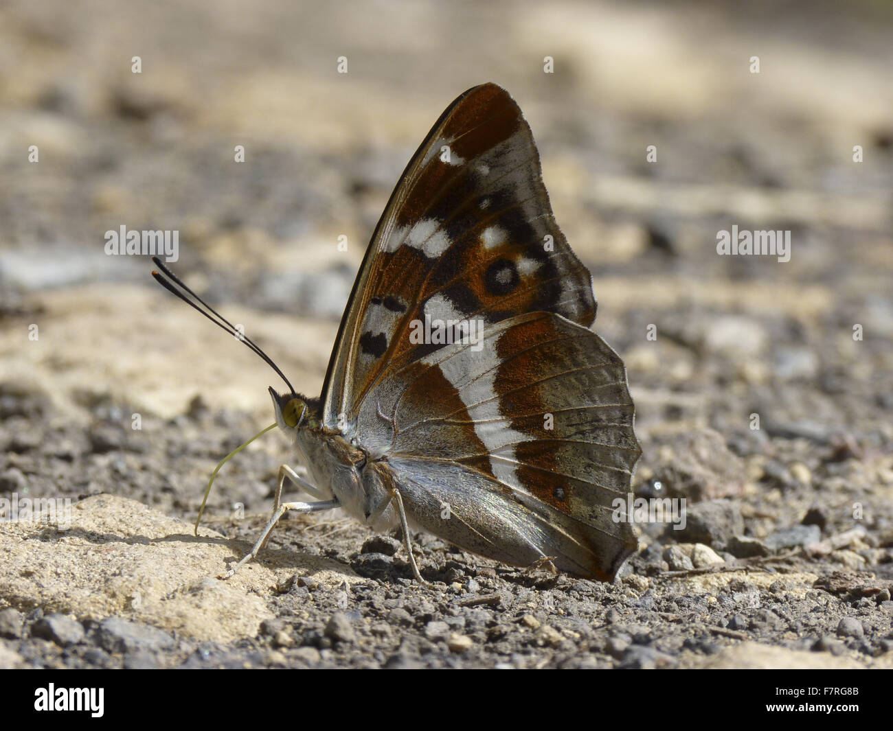 Purple Emperor butterfly, male underside Stock Photo - Alamy