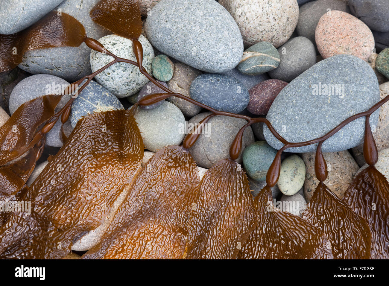 Kelp and beach rocks - USA; Washington; Salt Creek County Park; Tongue ...