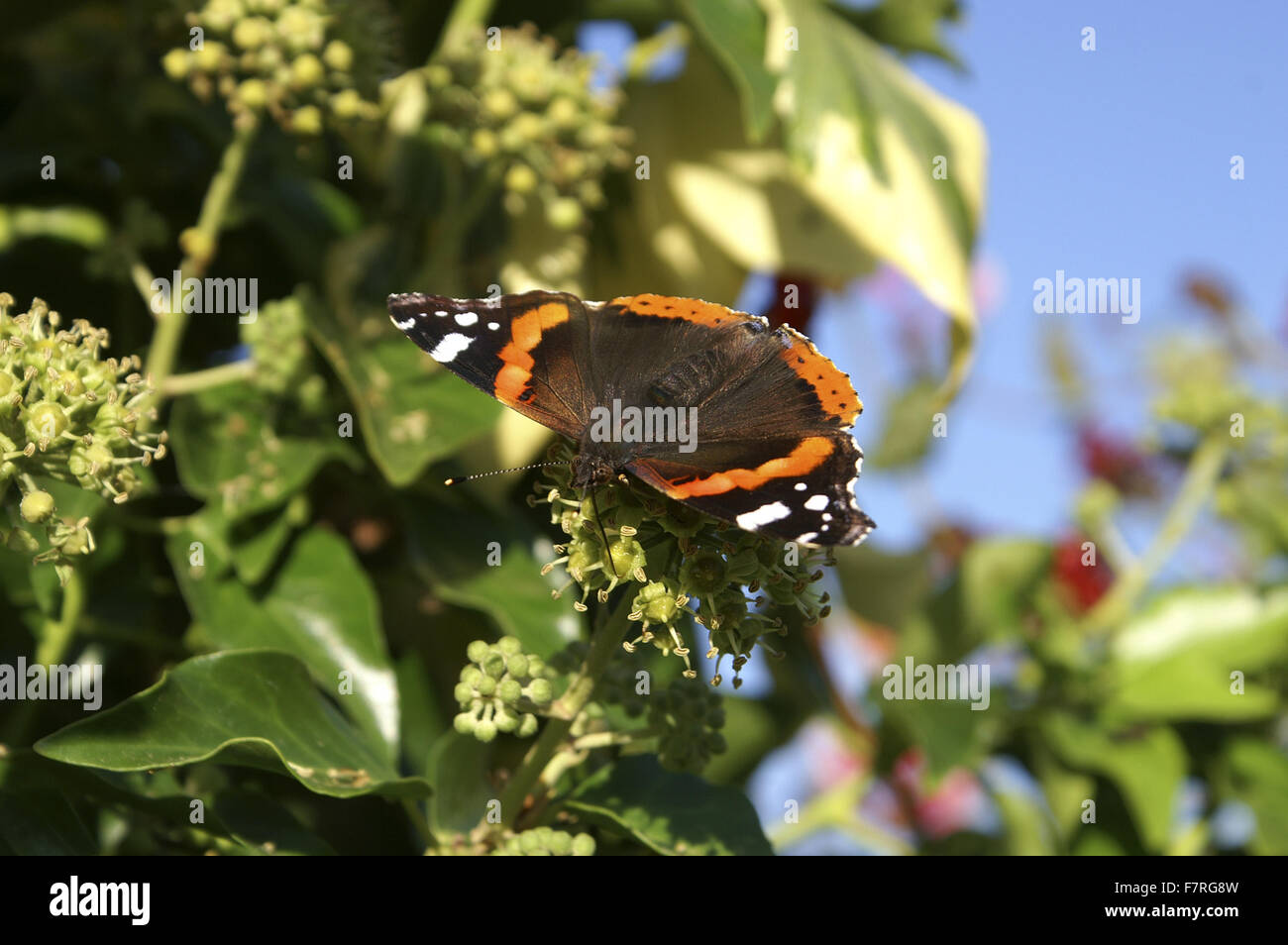 Ivy blossom hi-res stock photography and images - Alamy
