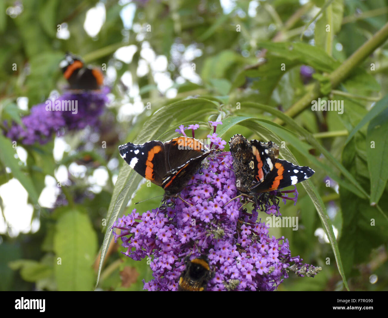 Three butterflies hi-res stock photography and images - Alamy