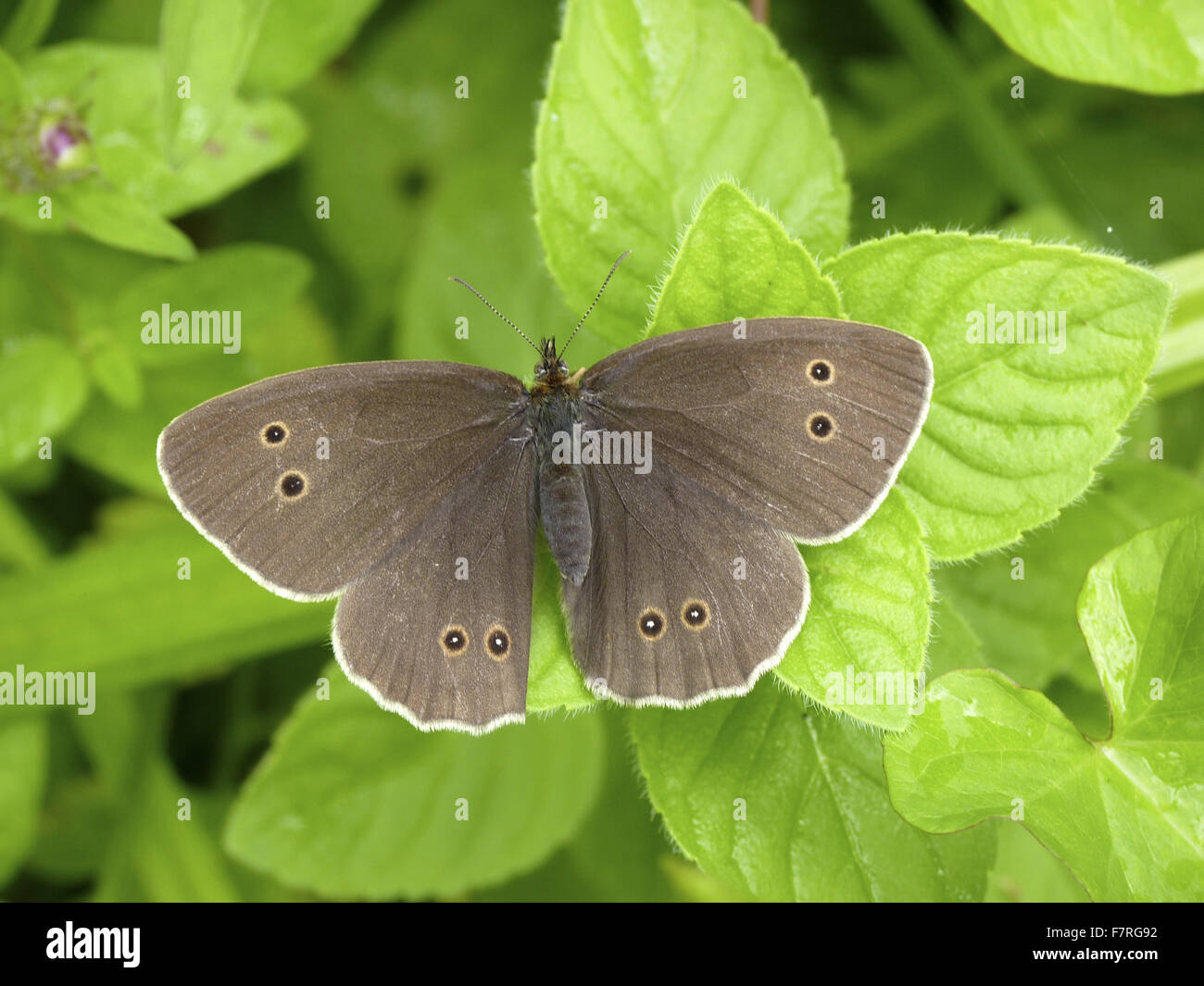 Ringlet butterfly, female Stock Photo - Alamy