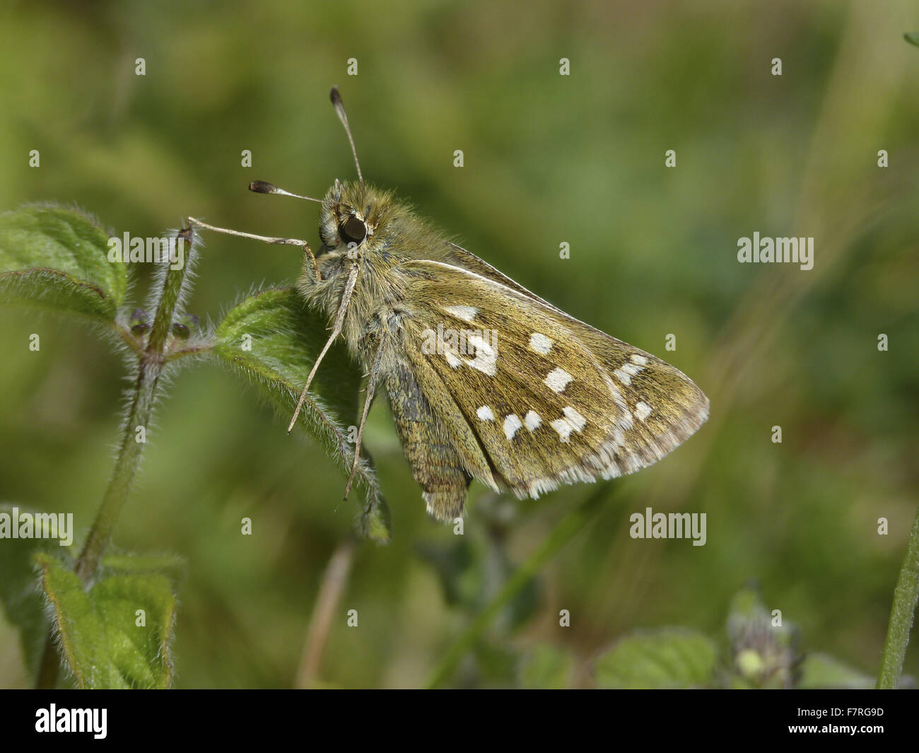 Silver spotted skipper butterflies hi-res stock photography and images ...