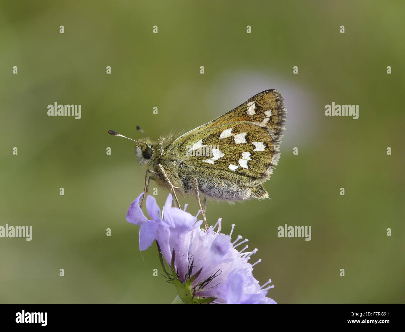Silver-spotted Skipper, butterfly male Stock Photo - Alamy