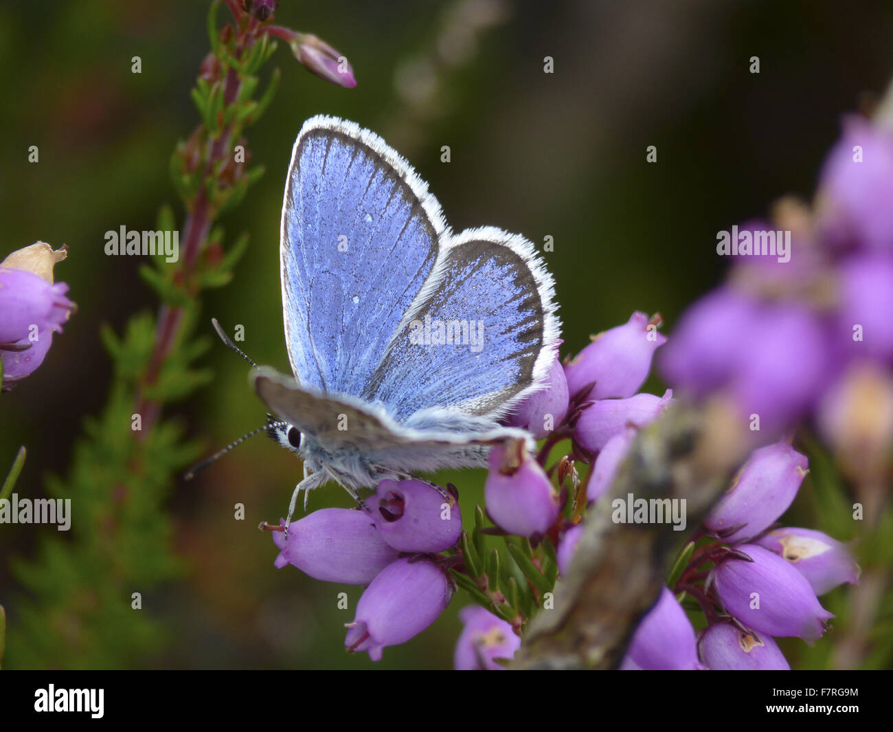 Silver-studded Blue butterfly, male. Hampshire Stock Photo - Alamy