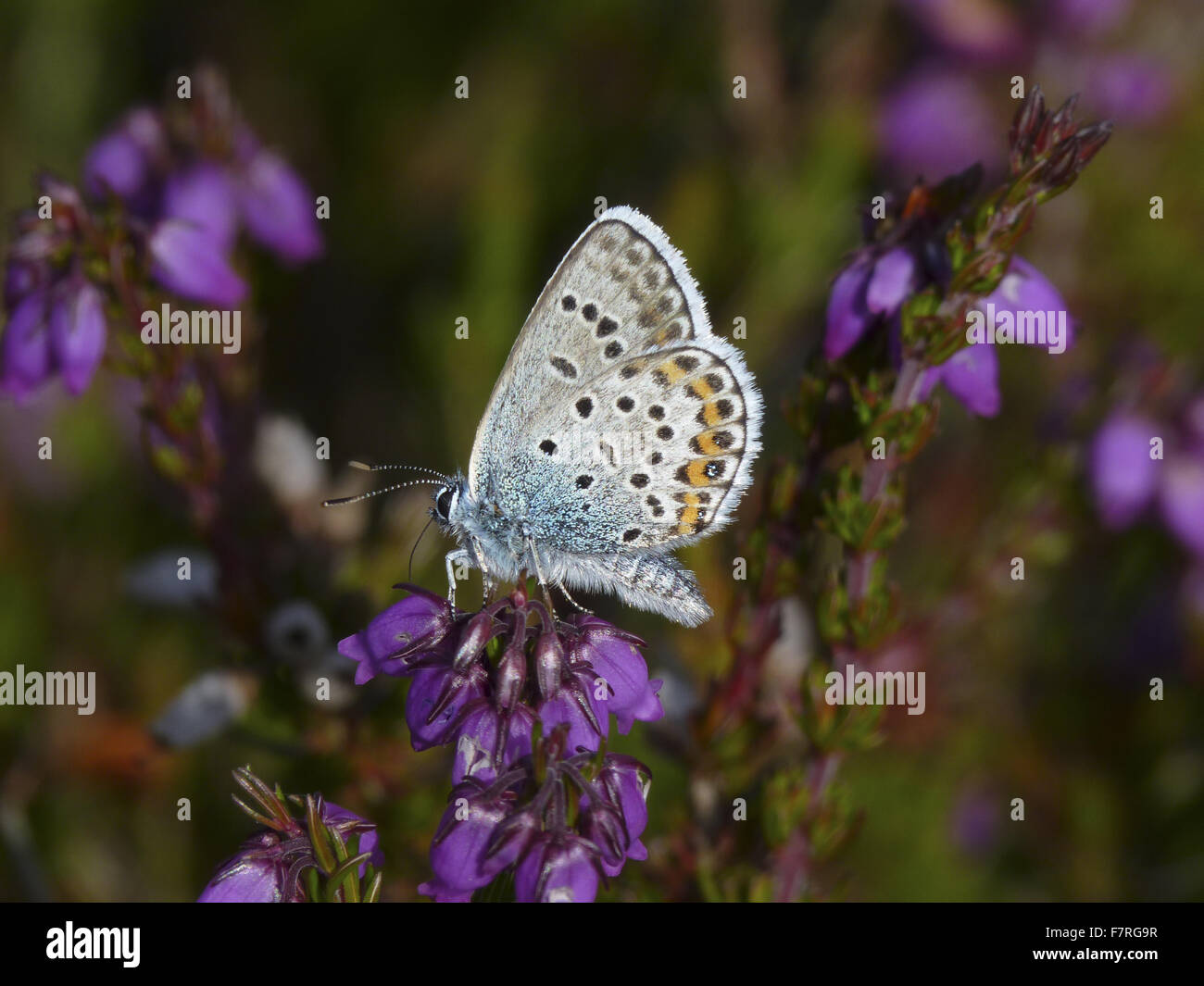 Silver-studded Blue butterfly, male, underside. Broxhead, East ...
