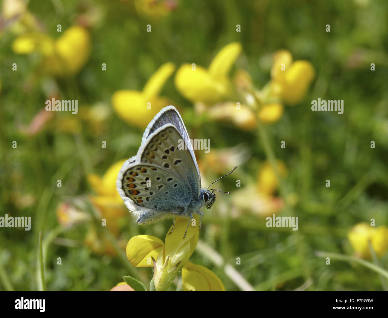 Silver-studded Blue butterfly, male, underside. Subspecies cretaceus ...