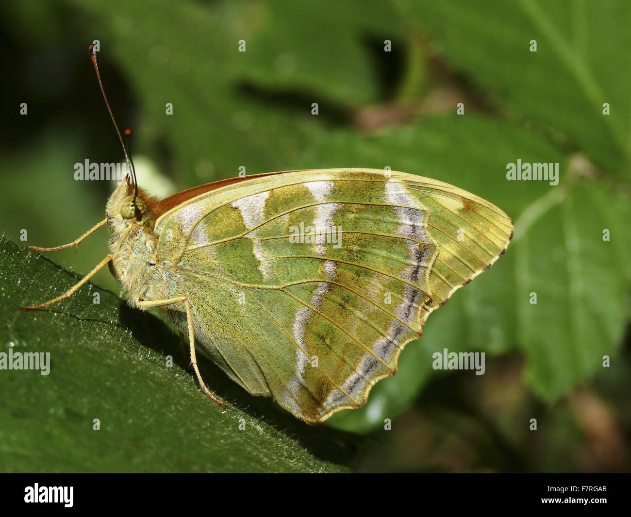 Silver-washed Fritillary butterfly, male, showing wing underside Stock ...