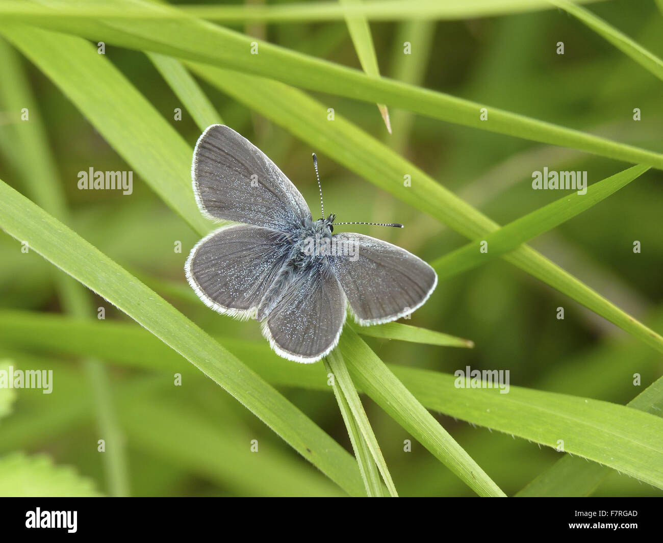 Small Blue butterfly, male Stock Photo - Alamy