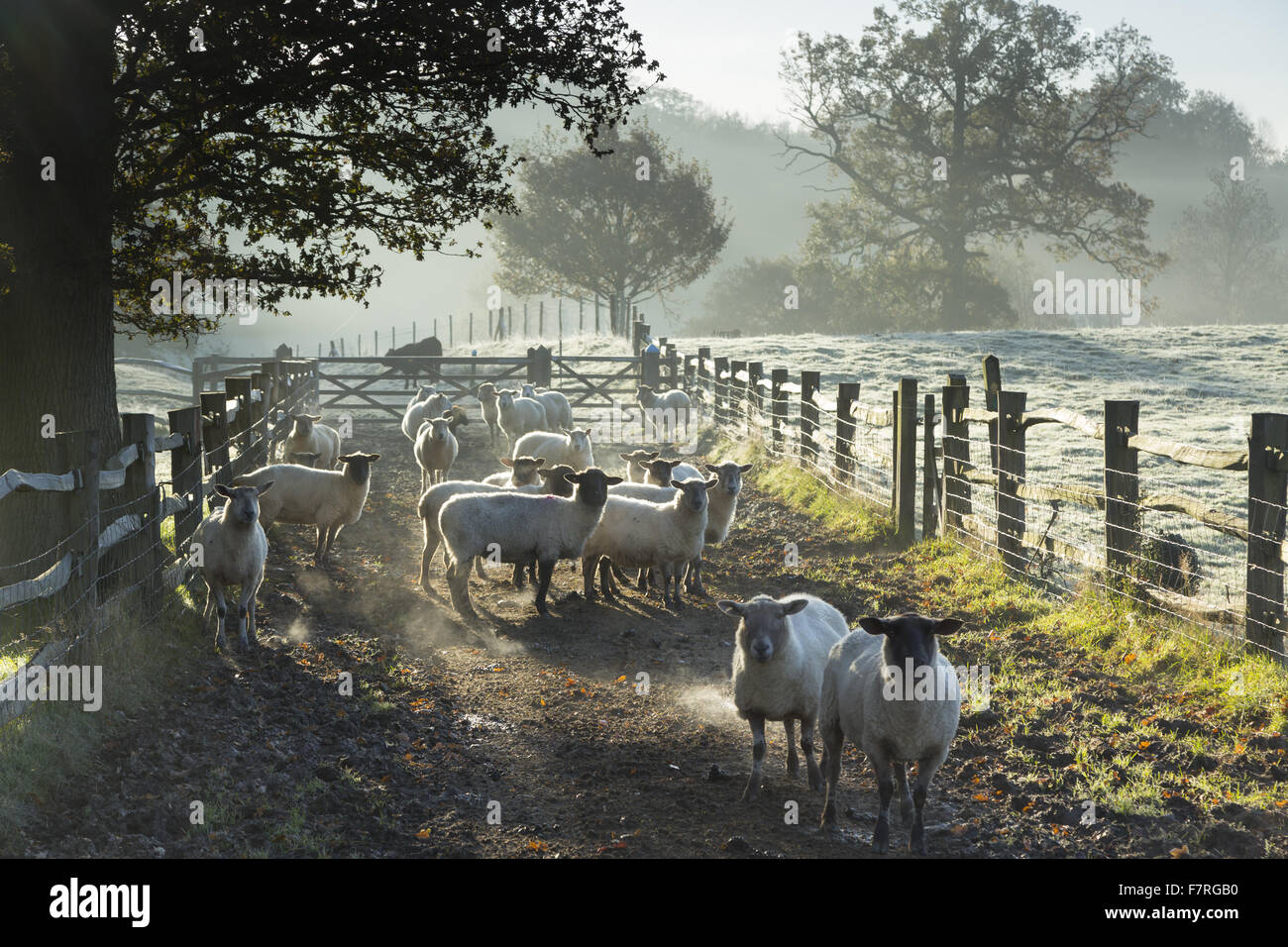 Medieval sheep hi-res stock photography and images - Alamy