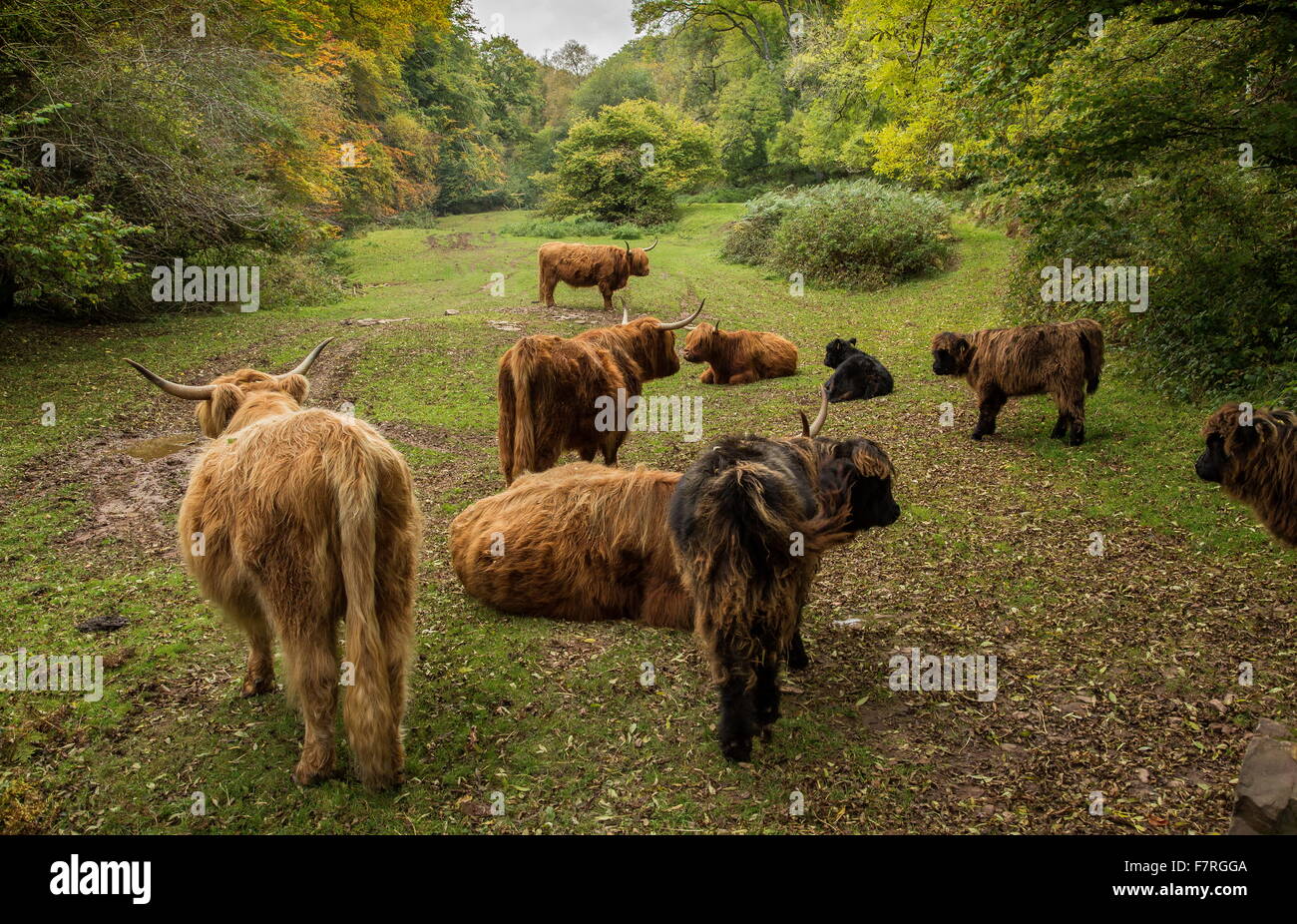 Highland cattle herd hi-res stock photography and images - Alamy