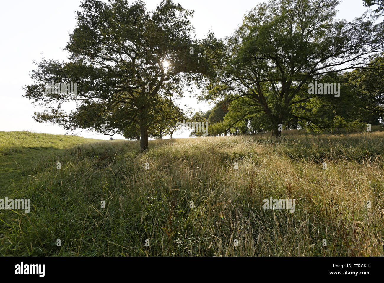 Trees growing on the estate at Kingston Lacy, Dorset. Kingston Lacy was ...