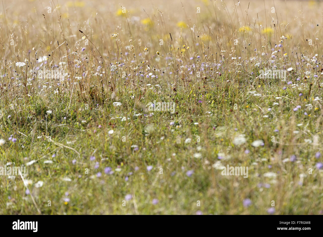 Kingston Lacy, Dorset. Kingston Lacy was the home of the Bankes family ...
