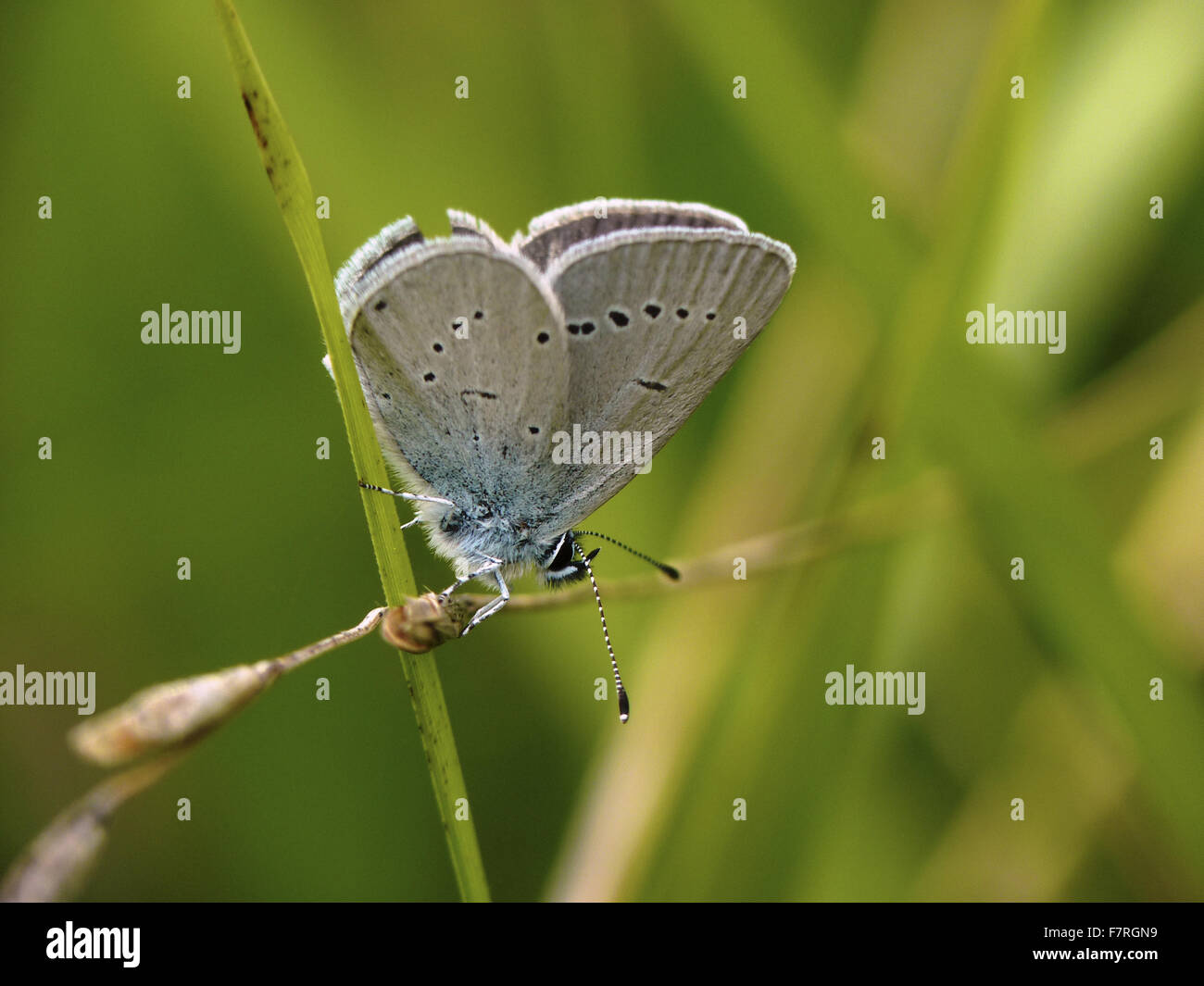 Small Blue butterfly Stock Photo - Alamy