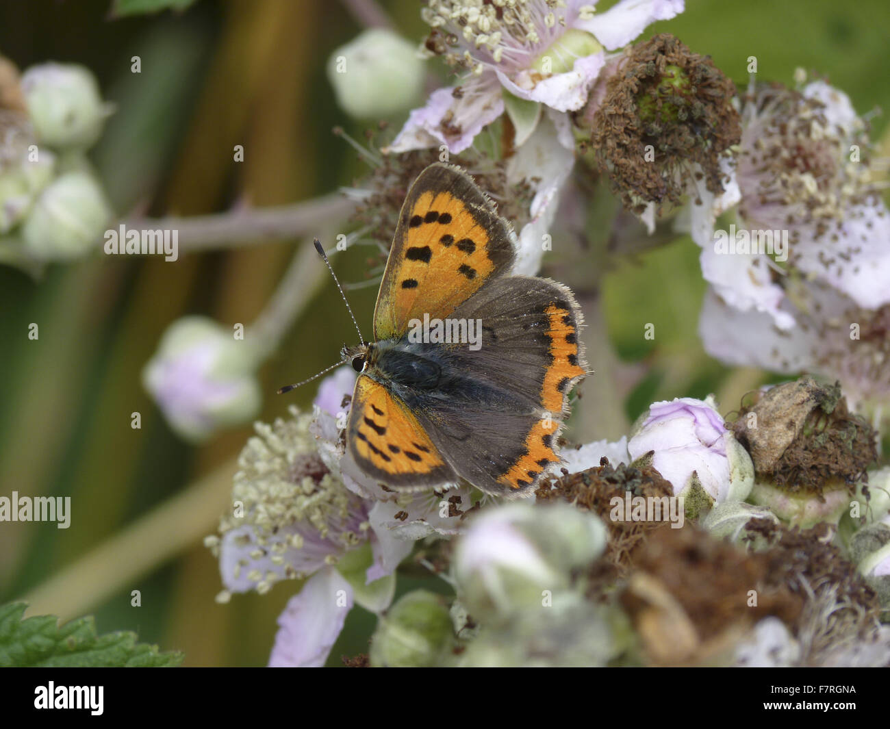 Small Copper butterfly Stock Photo - Alamy